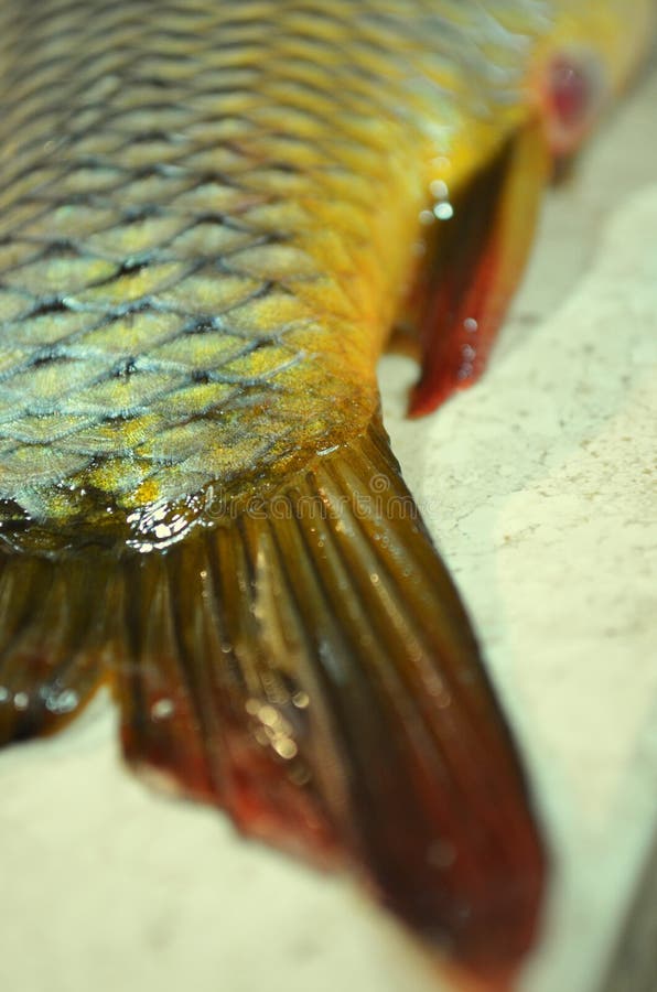 Fish tale stock photo. Image of fish, tale, triangle - 11107580