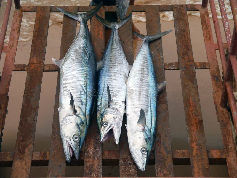 Fresh fish stock photo. Image of thai, dead, preparation - 59480476