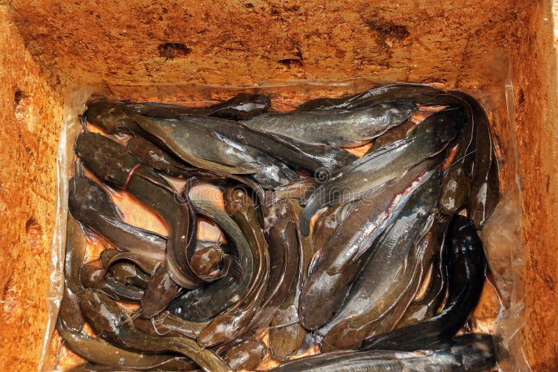 Fresh fish, Tonle Sap stock photo. Image of asian, travel - 377764180