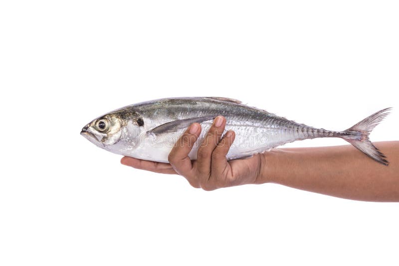 Torpedo Scad (Finny Scad, Finletted Mackerel Scad) Isolated on Stock ...