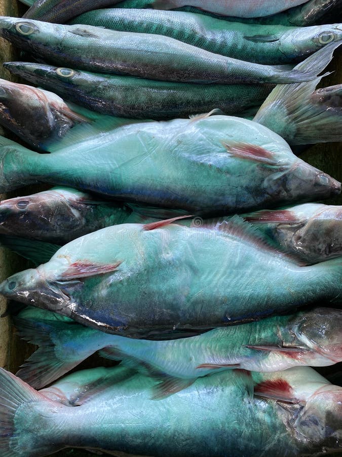 Fresh fish stock photo. Image of traditional, fish, market - 262244180