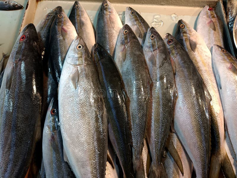 Fresh Fish from the Traditional Market Stock Photo - Image of batam ...