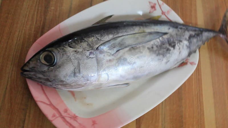 Fresh Fish Tuna in Large Plate on Table a Two Kilo Gram Fish Yellow Pin ...