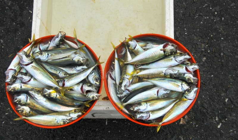 Fresh fish in Turkey stock image. Image of turkey, catch - 12184039