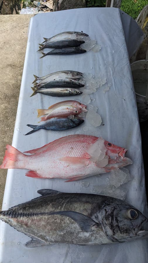 Fresh fish for ur healthy stock photo. Image of indonesia - 369224690