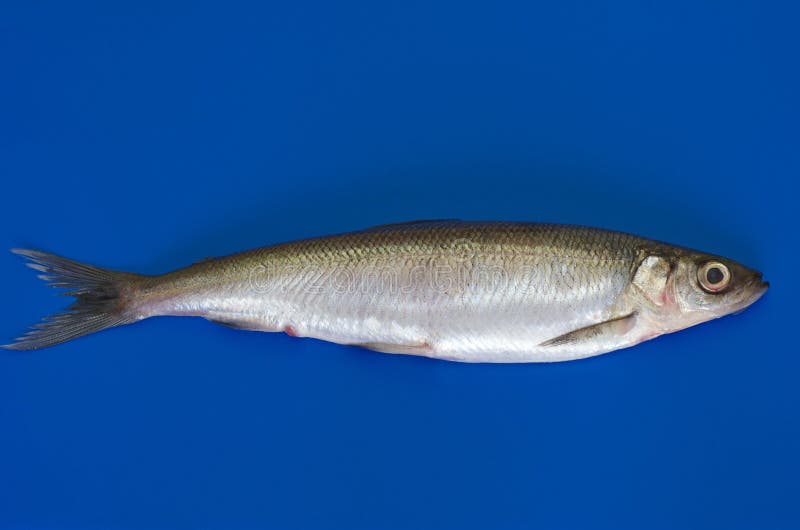 Raw Vendace Fish Stock Photos - Free & Royalty-Free Stock Photos from ...