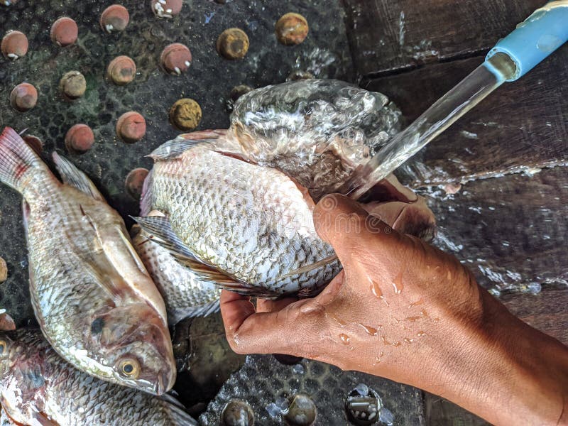 Fresh Fish is Washed with Water before Cooking. Stock Image - Image of ...