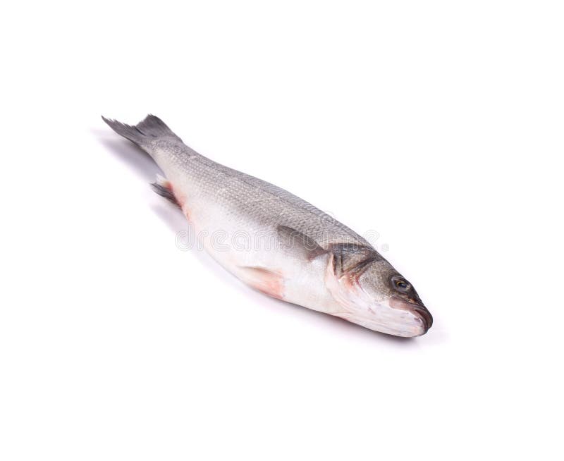 Fresh fish on white stock image. Image of single, white - 44151953