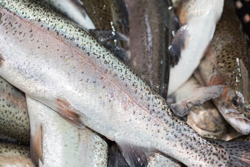 Fresh Fished Trout Preparation Stock Image - Image of food, fishing ...