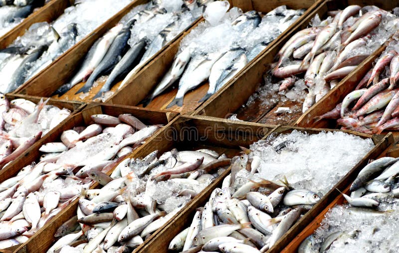 Fresh Fishes in Fish Market Stock Image - Image of large, market: 46577133