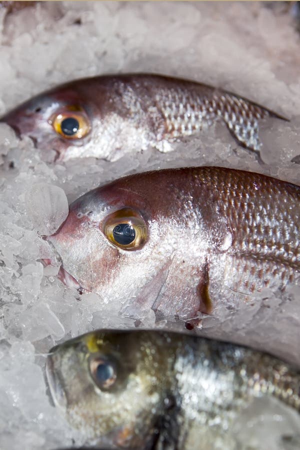Fresh fishes on ice stock photo. Image of cold, healthy - 28267114