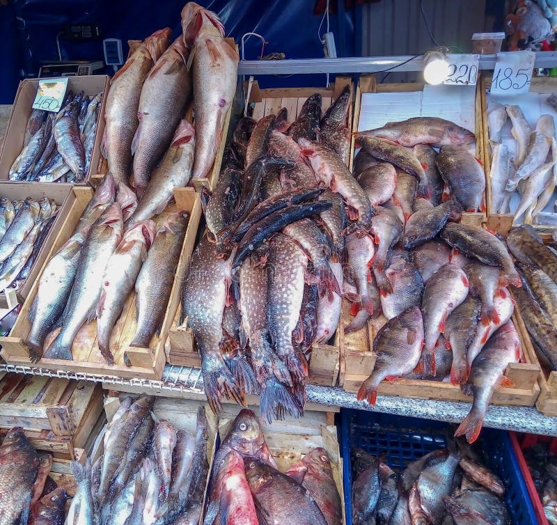 Fresh fishes in a market stock image. Image of fish - 174159295