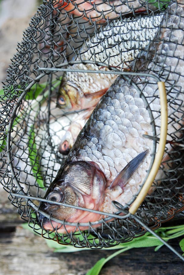 Fresh from fishing stock photo. Image of river, keta - 32453606