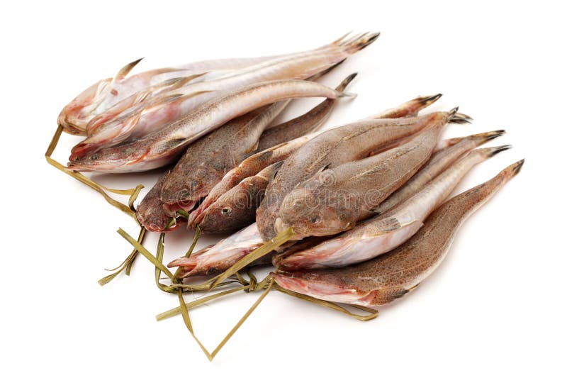 770 Flathead Fish Stock Photos - Free & Royalty-Free Stock Photos from ...