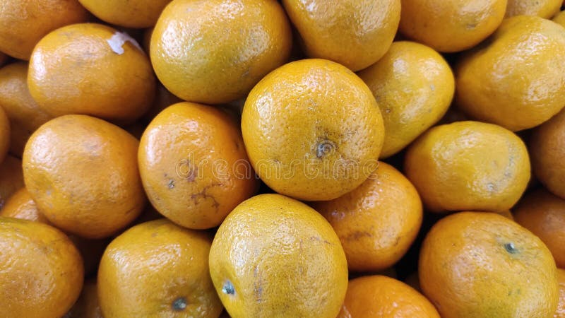 Florida Oranges stock photo. Image of grove, pretty, farm - 19545174