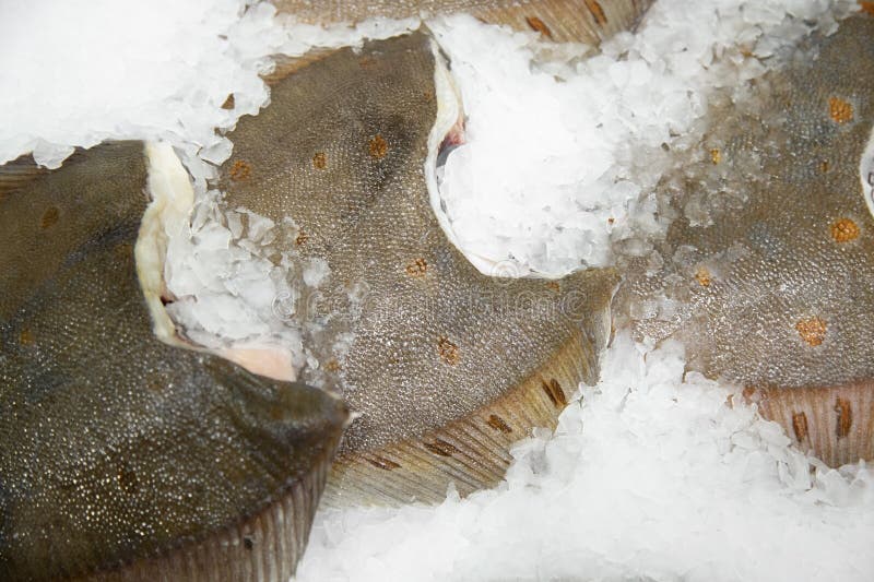 Fresh Flounder Fish on Crushed Ice. Stock Image - Image of health ...