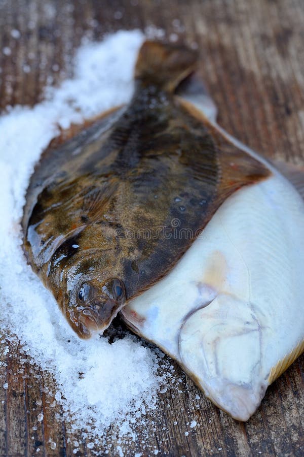 Fresh Flounder Fish on Salt Stock Photo - Image of space, ingredient ...