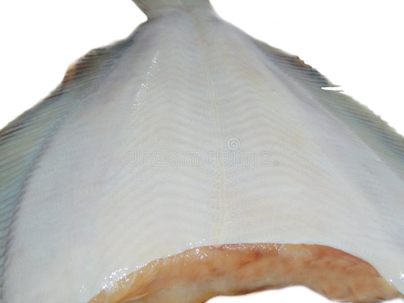 Fresh flounder texture stock photo. Image of fish, healthy - 120327812