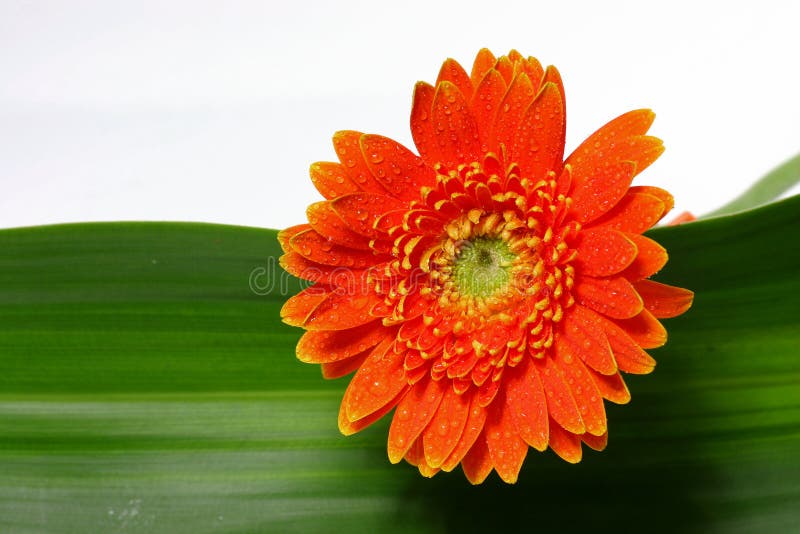Fresh flower banner stock photo. Image of closeup, ecology - 9053426