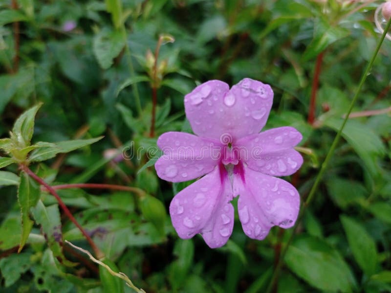 Fresh Flower that Bloom after the Rain Stock Photo - Image of bloom ...