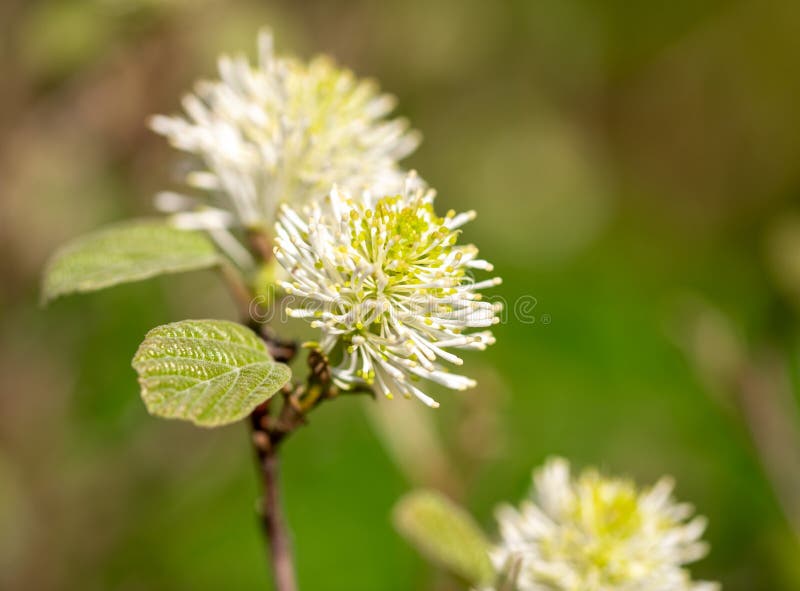 Fresh Flower Buds Growing on a Tree Stock Image - Image of tree, buds ...