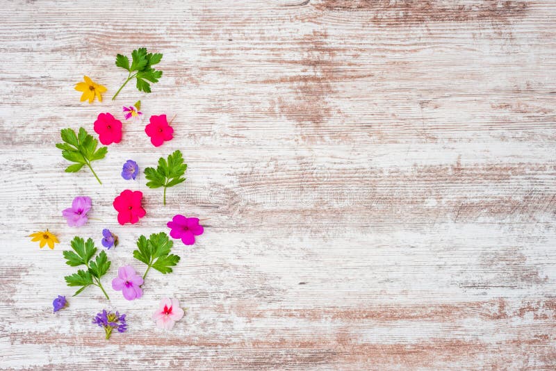 Fresh Flower Flat Lay on White Board Stock Photo - Image of botanical ...