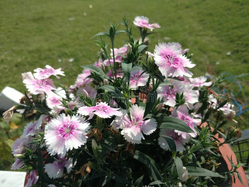 655 Gardan Stock Photos - Free & Royalty-Free Stock Photos from Dreamstime