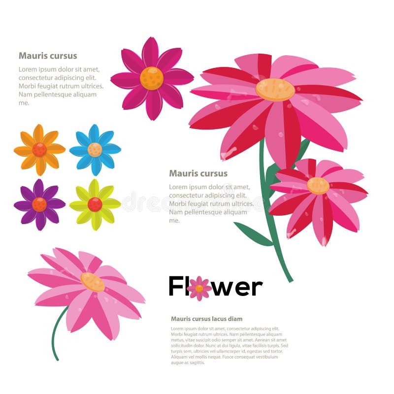Fresh flower. infographic stock illustration. Illustration of botany ...