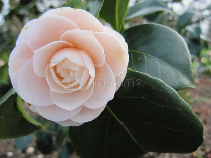 Fresh Flower stock image. Image of fresh, pink, flower - 113456597