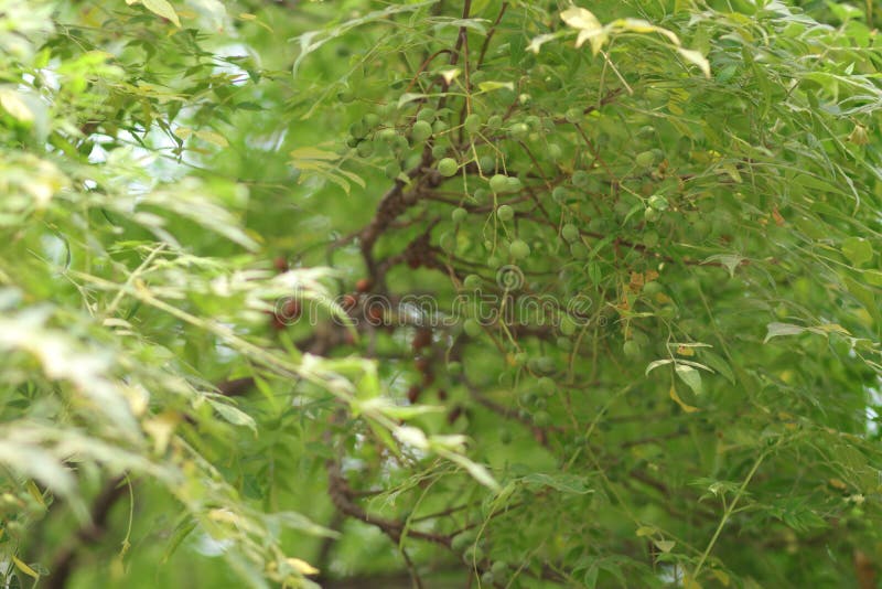 A Fresh Flower is Planted on a Neem Tree Stock Image - Image of shrub ...
