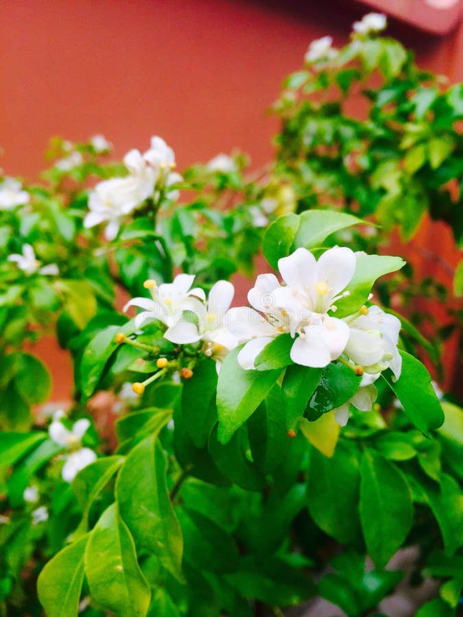 Fresh flower stock photo. Image of fresh, petal, branch - 74228222