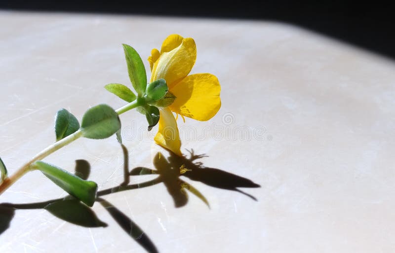 Fresh Flower Stalks in the Morning Sun Stock Photo - Image of stalks ...