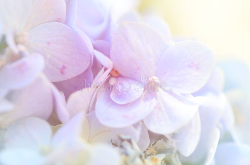 Fresh flower stock image. Image of decorative, pink, spring - 49702391