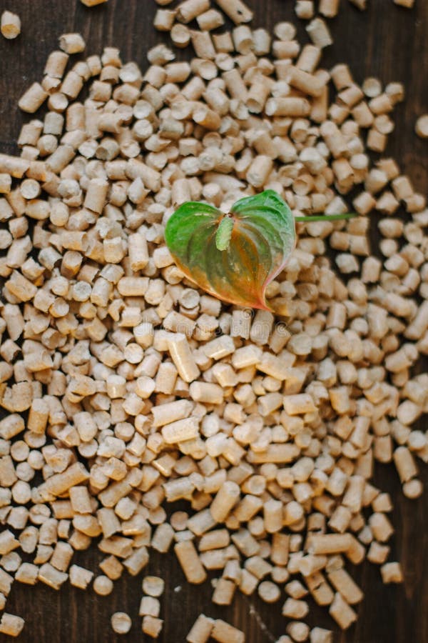 Fresh Flower and Wooden Pellets Over Brown Background Stock Image ...