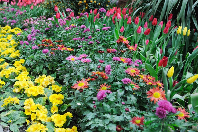 Fresh flowers stock image. Image of color, closeup, flora - 18409405