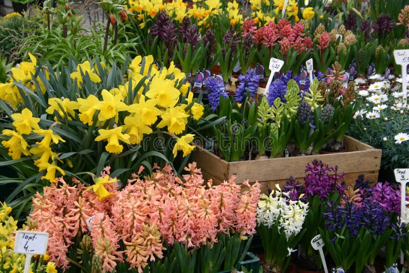 Fresh Flowers stock image. Image of herbs, pink, beautiful - 664529