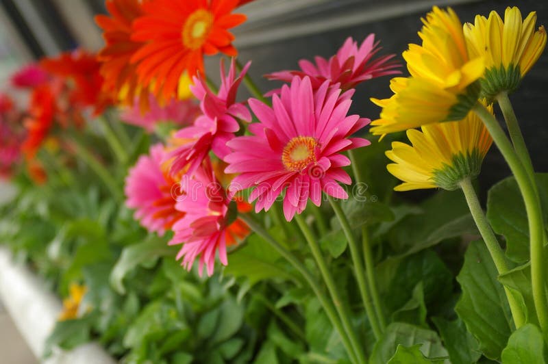 Fresh flowers stock image. Image of grow, delicate, green - 685741