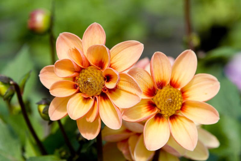 Fresh flowers stock photo. Image of plant, botanical, horticulture - 781218