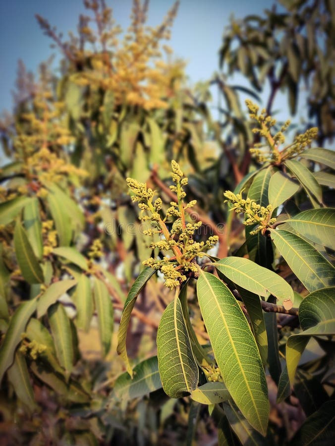 Fresh Flowers Bud of Mango Tree Stock Photo - Image of autumn, jungle ...