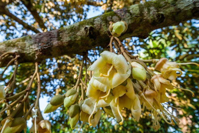 Blooming durian flowers stock photo. Image of fresh, beautiful - 39302086
