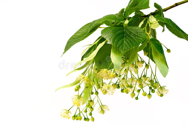 Fresh Flowers and Leaves of Linden or Lime-tree Isolated on White ...