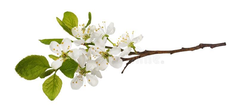 Fresh Flowers and Leaves of Prunus Tree Isolated on White Background ...