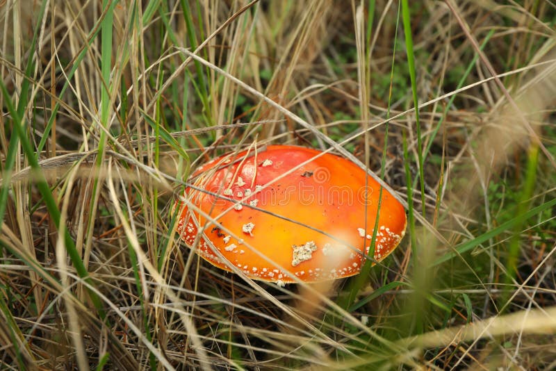 Fresh Fly Agaric Mushroom in Forest Grass Stock Image - Image of ...