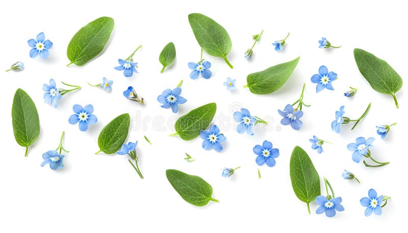Fresh Flying Blue Forget-me-nots and Leaves Isolated on White Stock ...