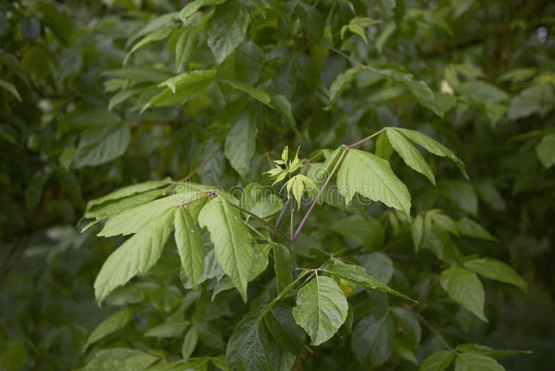 Fresh Foliage of Acer Negundo Tree Stock Image - Image of negundo ...