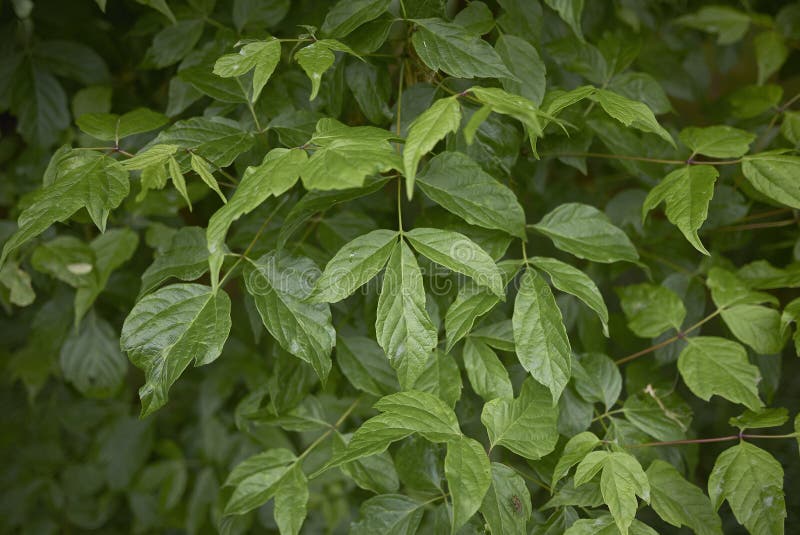 Fresh Foliage of Acer Negundo Tree Stock Photo - Image of plant, close ...