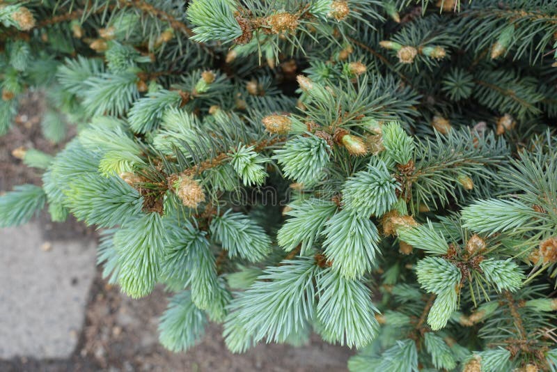 Fresh Foliage on Branches of Blue Spruce Stock Image - Image of flora ...