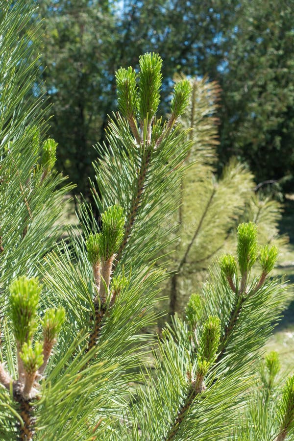 Fresh Foliage on Branches of Pine Stock Image - Image of bright, pinus ...