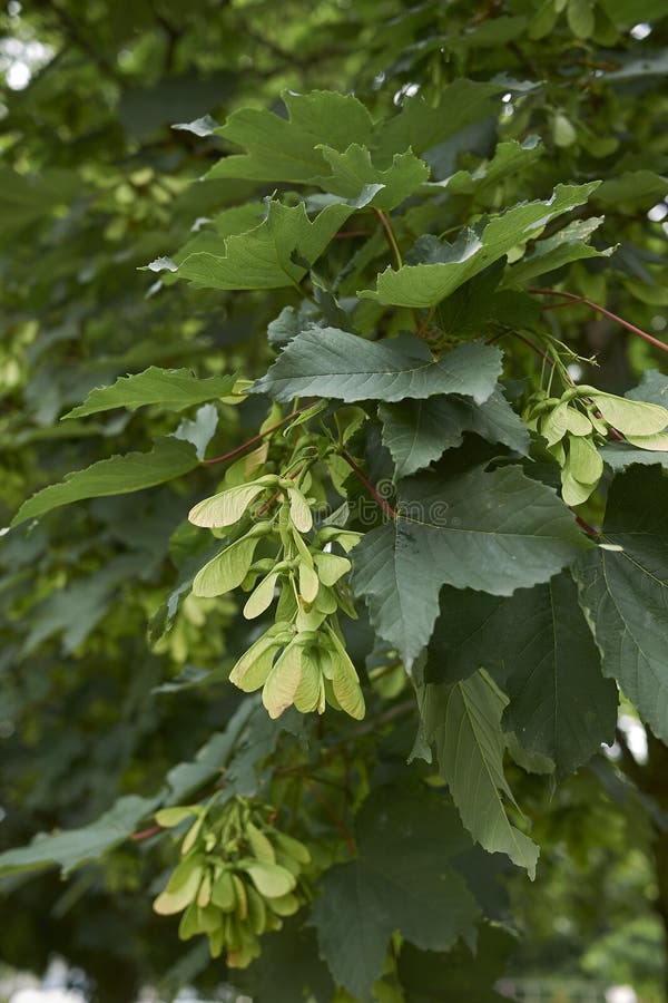 Acer Platanoides Tree Close Up Stock Image - Image of samara, botanical ...