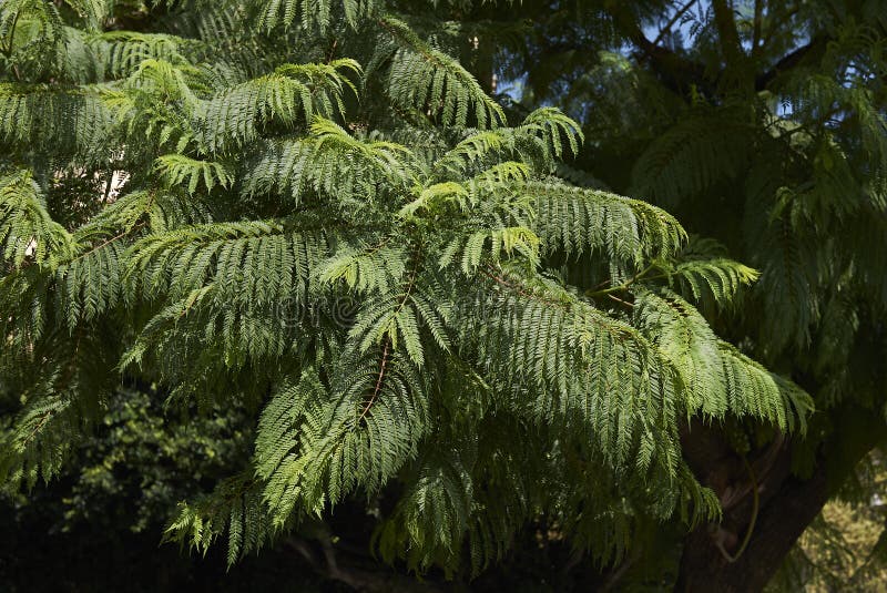 Branch with Leaves of Jacaranda Mimosifolia Stock Photo - Image of ...